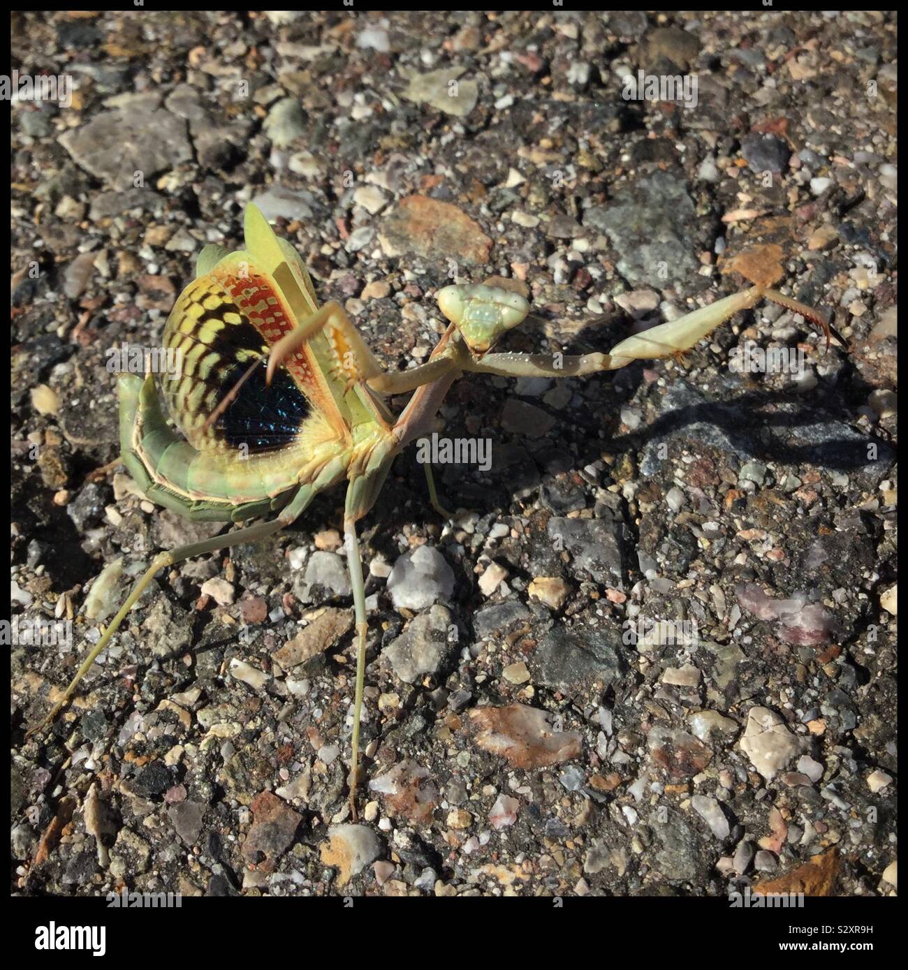 Praying Mantis (Mantodea), Catalonia, Spain Stock Photo - Alamy