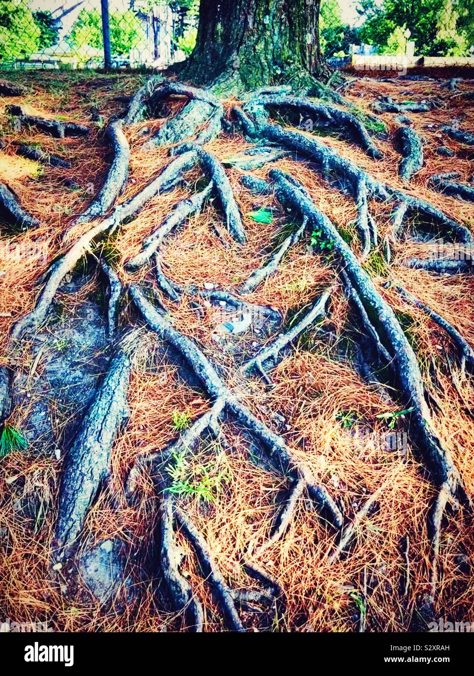 Tree roots protruding hi-res stock photography and images - Alamy