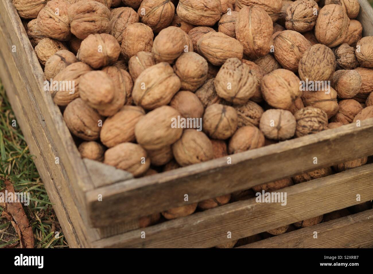 walnuts, warm texture, feeling, vivid retro background, vegan, vegan ...