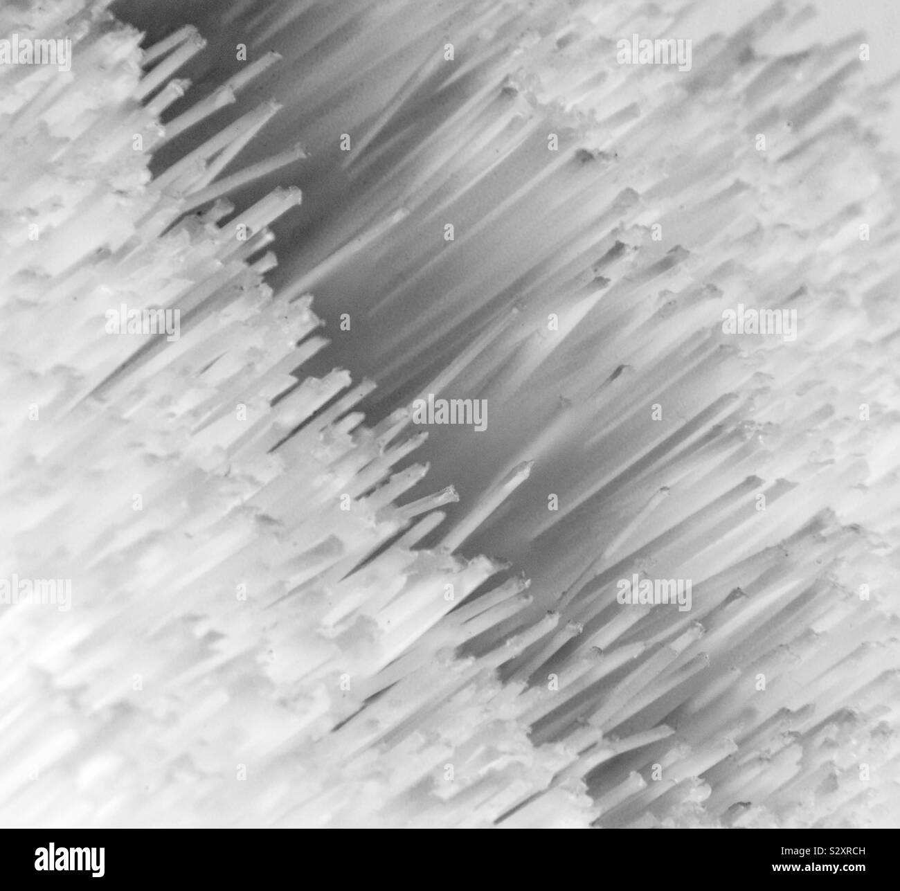 white bristles of an unused washing brush Stock Photo - Alamy