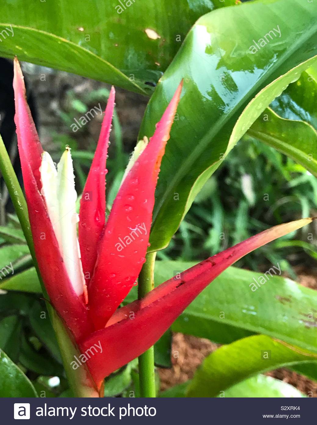 Heliconia Angusta Stock Photos & Heliconia Angusta Stock Images - Alamy