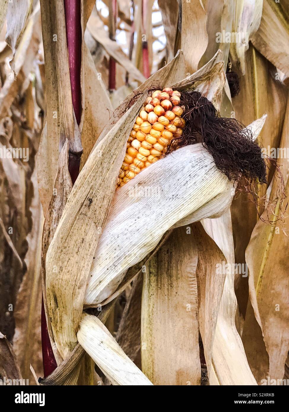 Corn plant fruits hi-res stock photography and images - Alamy