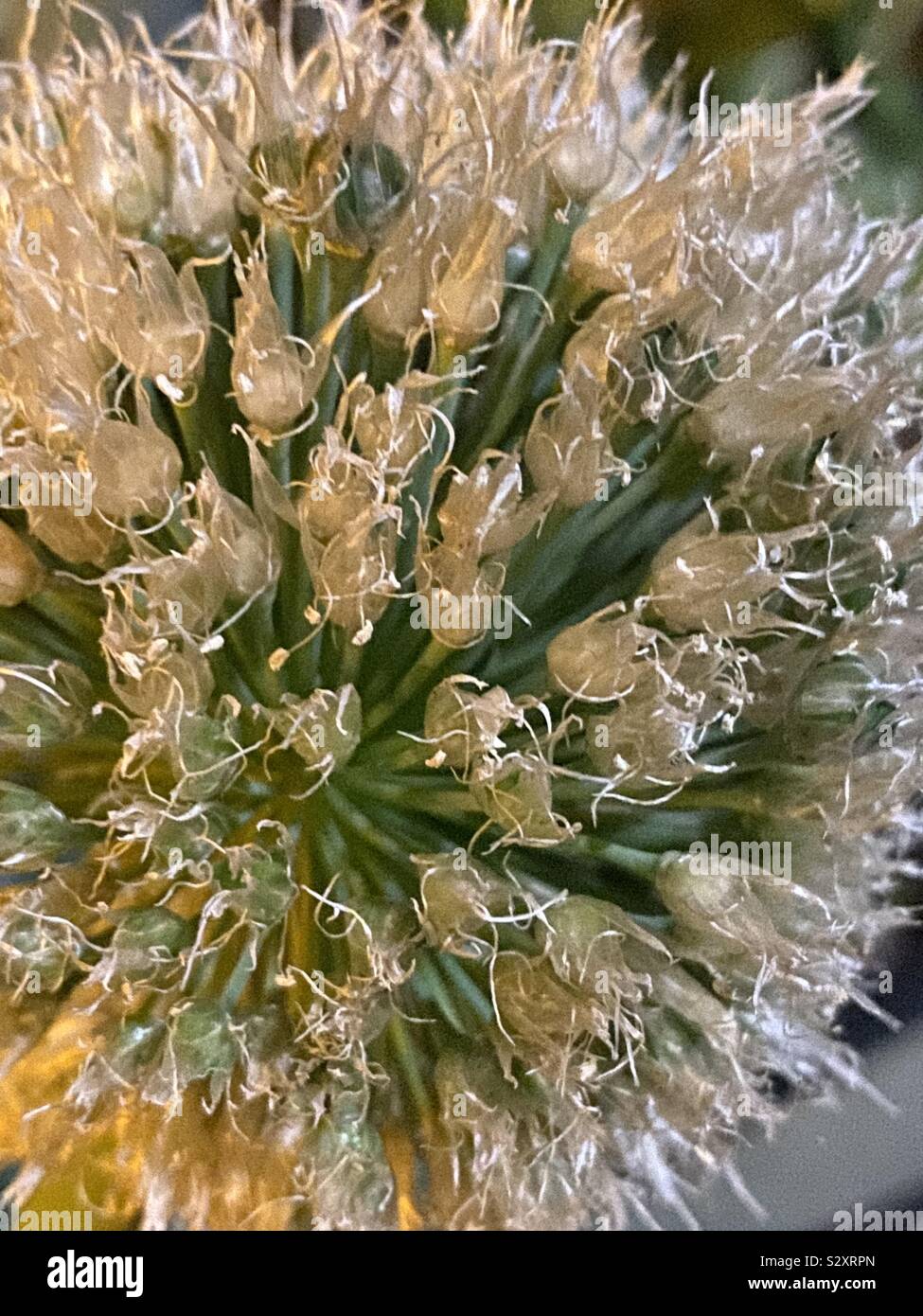 Onion flower hi-res stock photography and images - Alamy