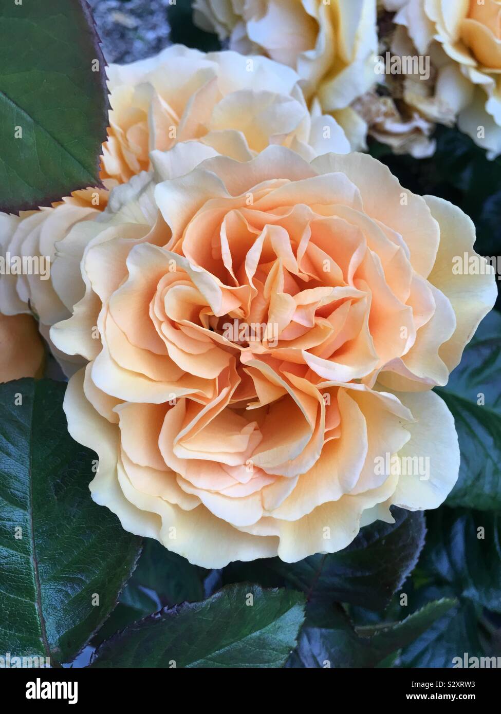 Peach rose hi-res stock photography and images - Alamy
