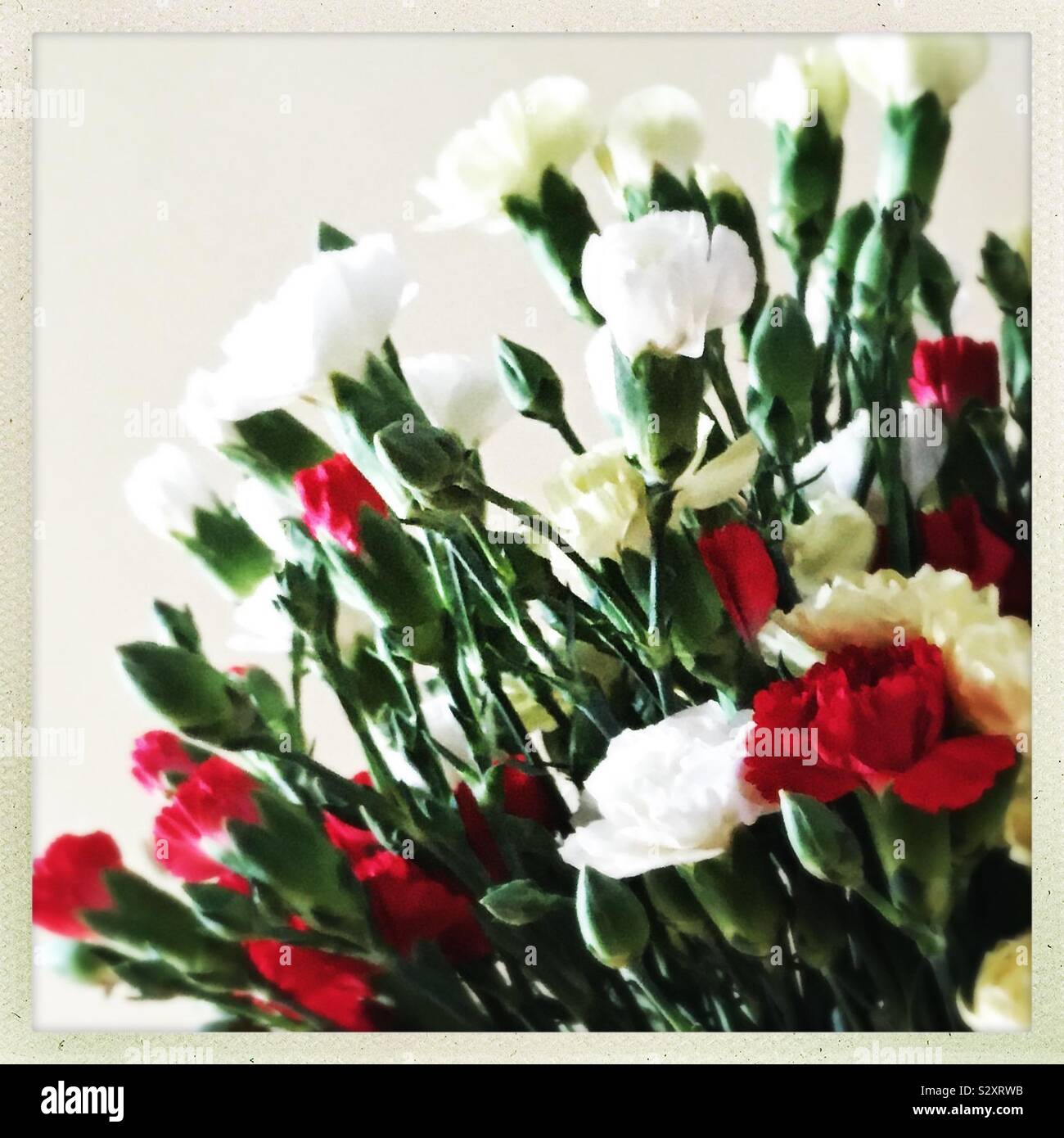 Red With White Carnations High Resolution Stock Photography and Images ...