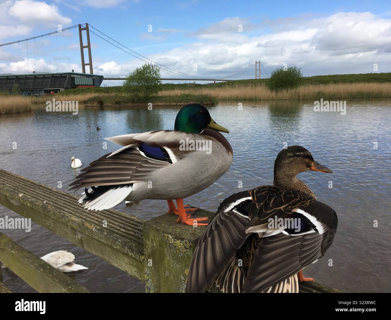 Ducks bridge hi-res stock photography and images - Alamy