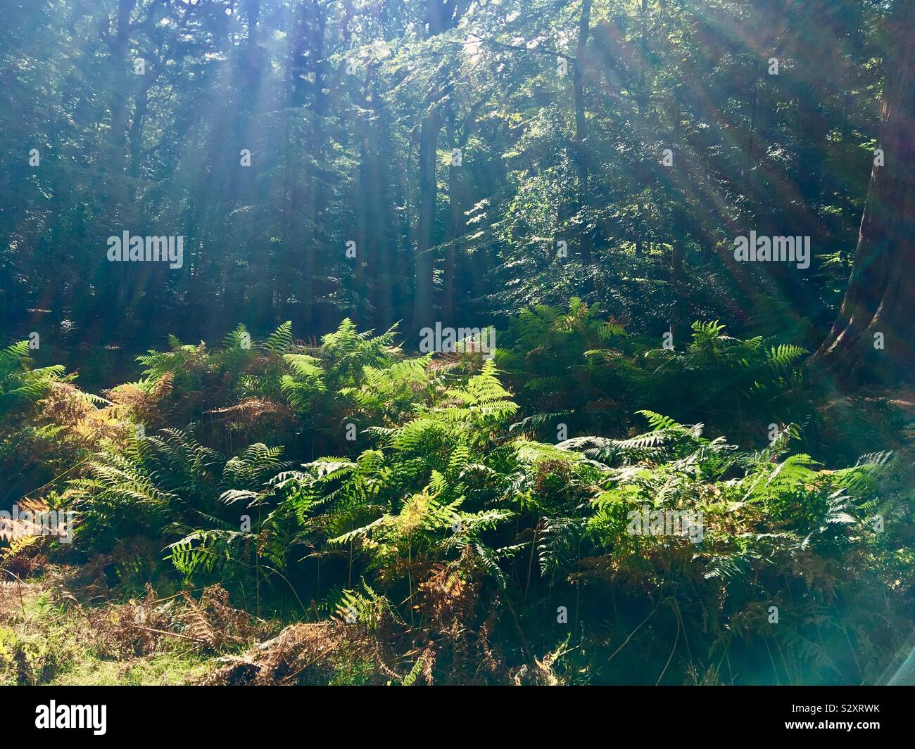 Rays forest hi-res stock photography and images - Alamy