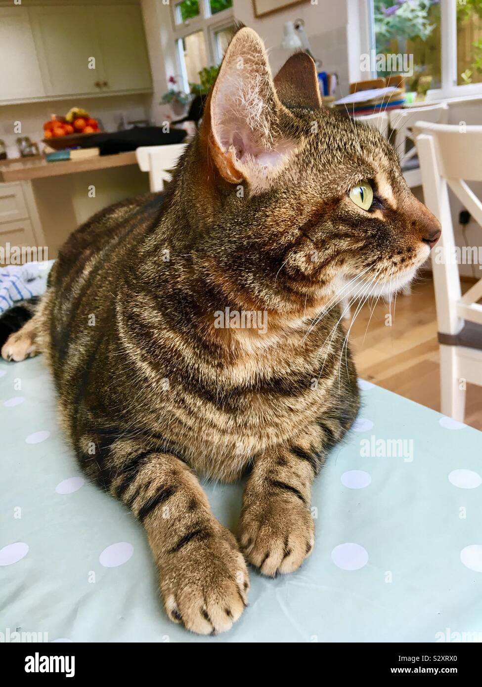 Cat with cat stripes hi-res stock photography and images - Alamy