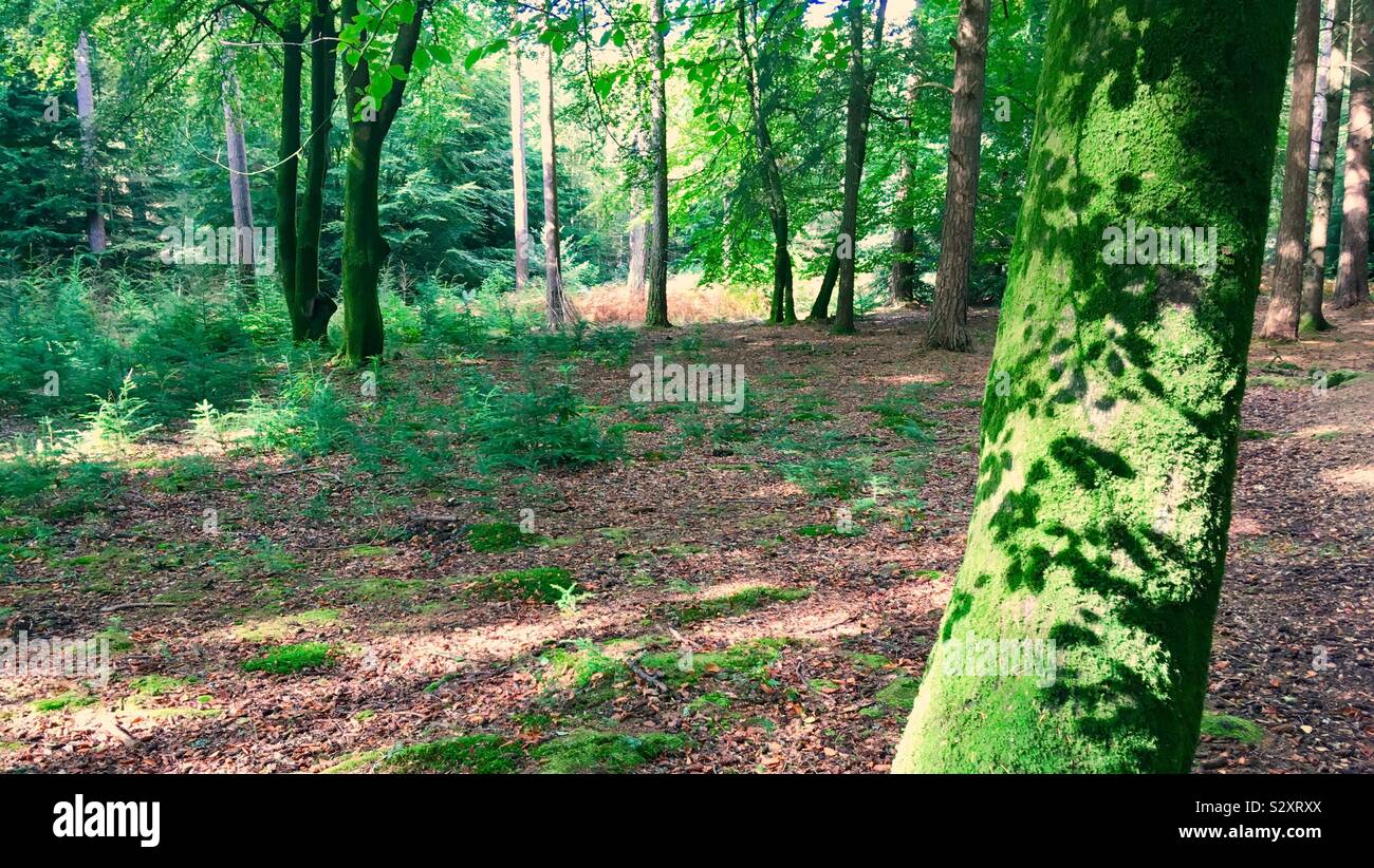 New forest floor hi-res stock photography and images - Alamy