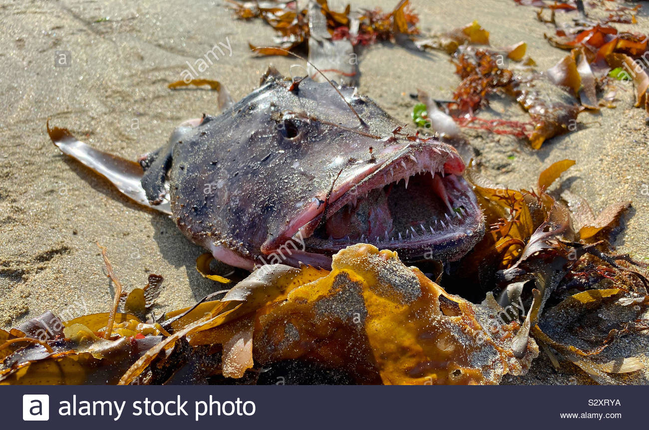 Lophius Piscatorius Stock Photos & Lophius Piscatorius Stock Images - Alamy