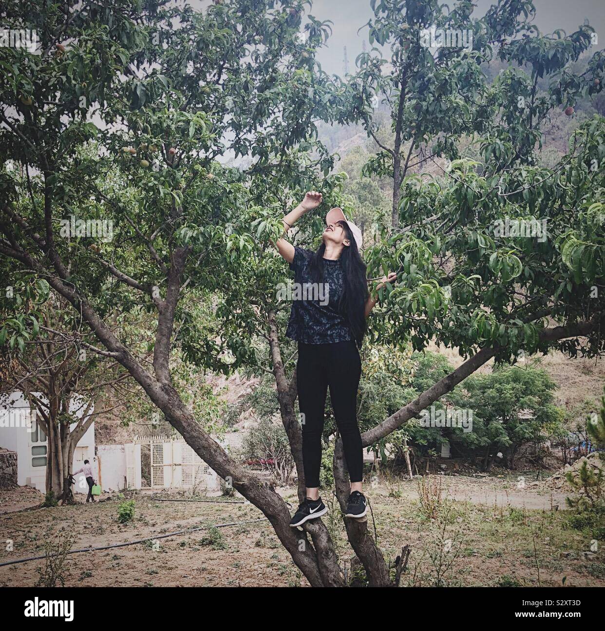 Plum tree farm hi-res stock photography and images - Alamy