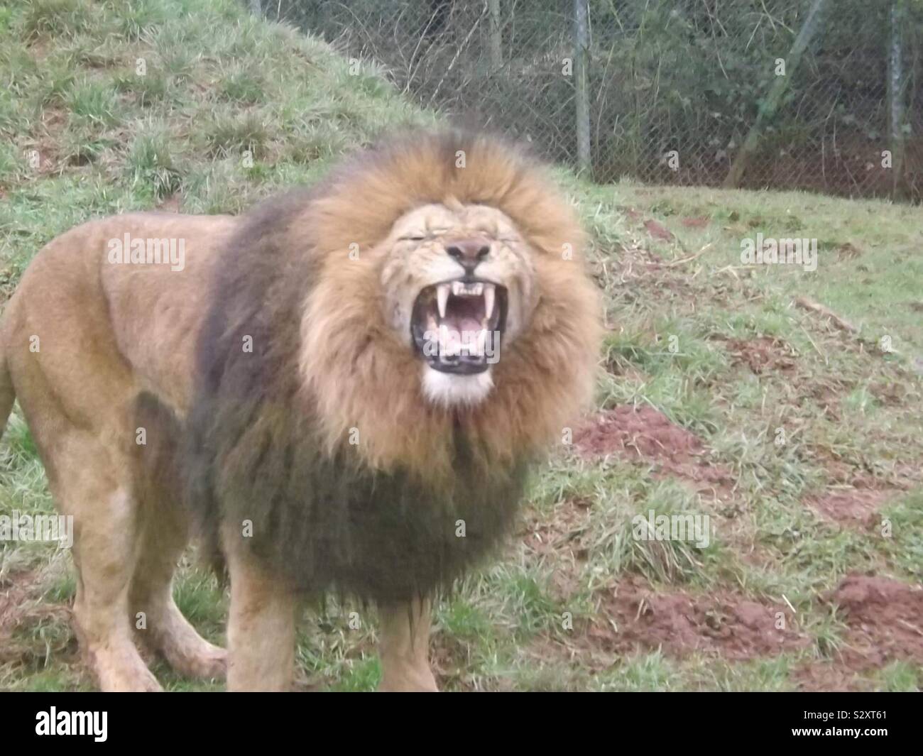 The laughing lion Stock Photo - Alamy
