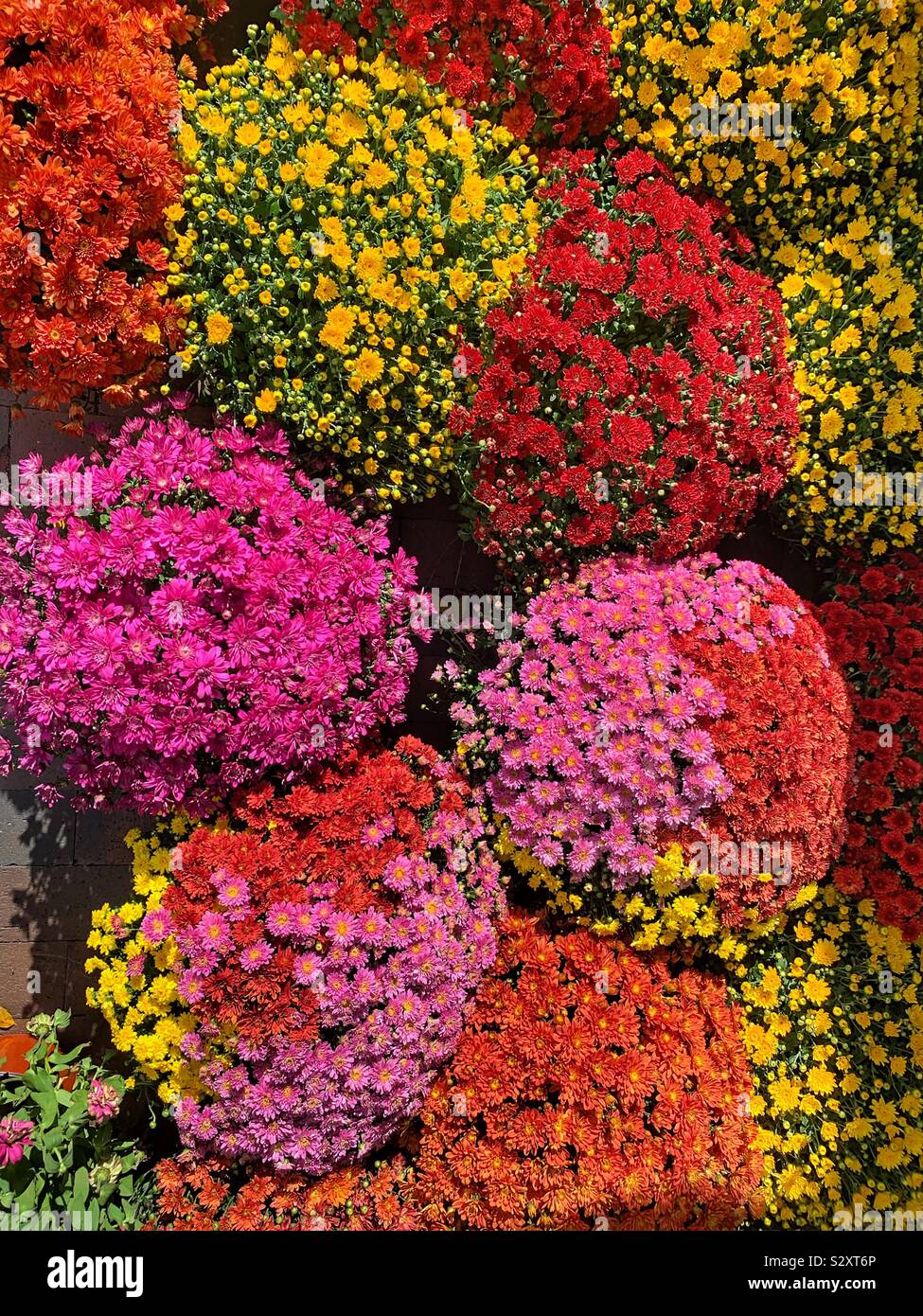 Mums in the Fall Stock Photo - Alamy