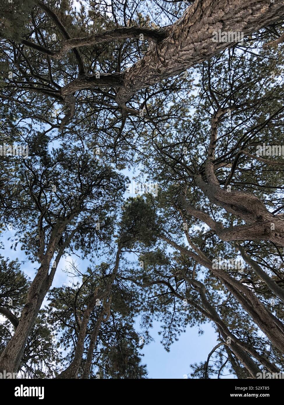 Trees up hi-res stock photography and images - Alamy