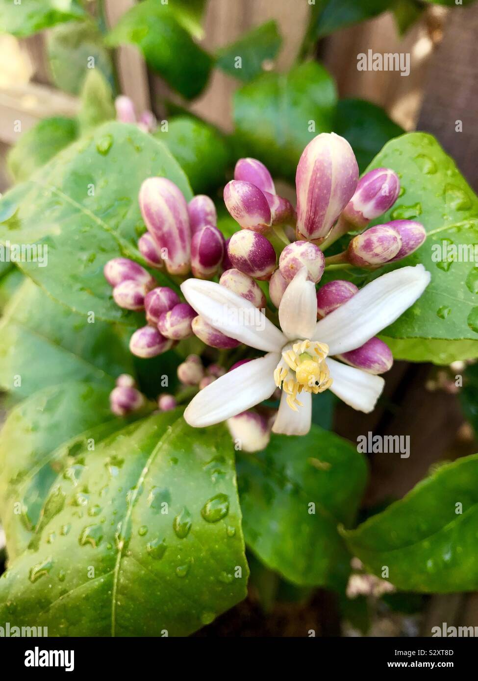Lemon flower hi-res stock photography and images - Alamy
