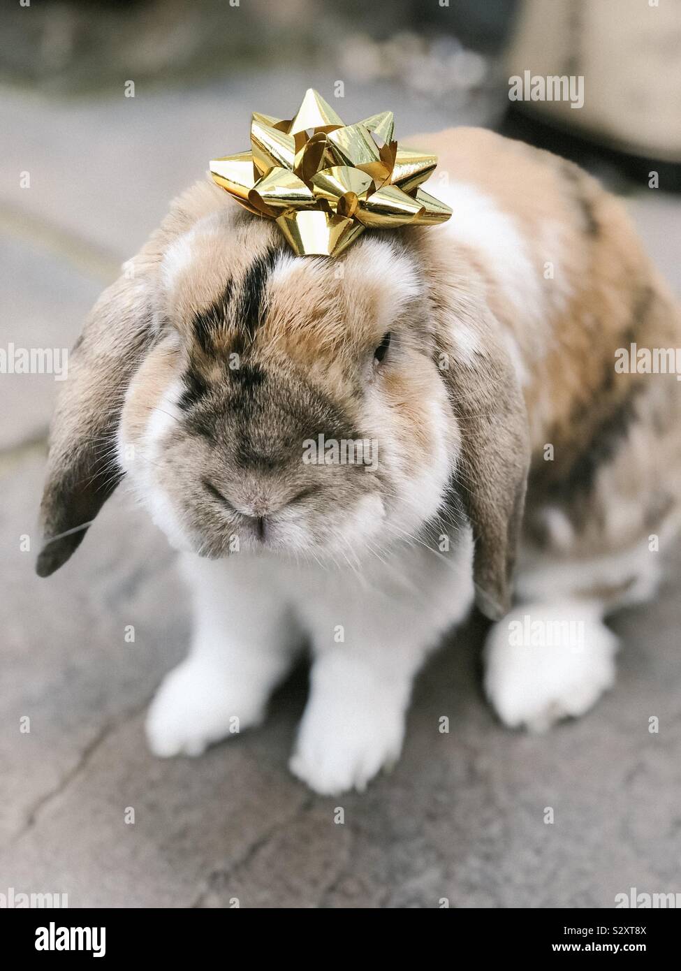 Bunny with bow hi-res stock photography and images - Alamy
