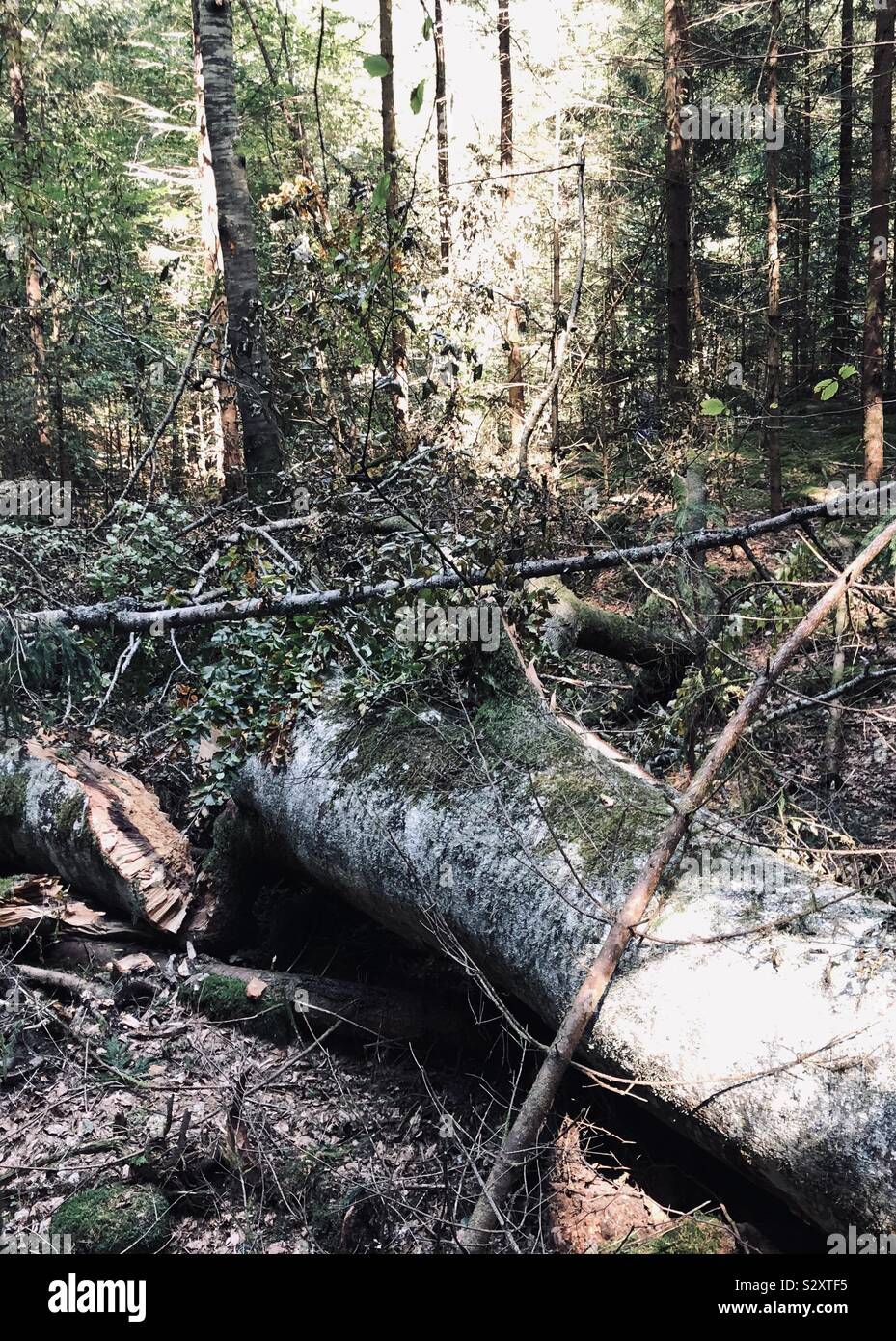 Forest fallen tree Stock Photo - Alamy