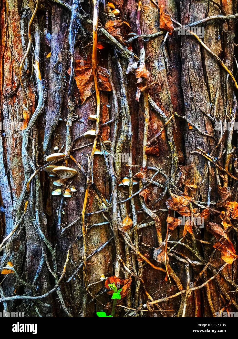Fungi on tree roots hi-res stock photography and images - Alamy