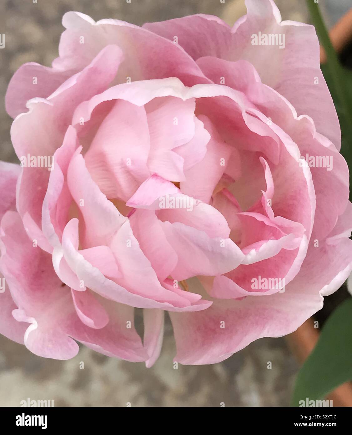 Pink rose in Cornwall Stock Photo - Alamy