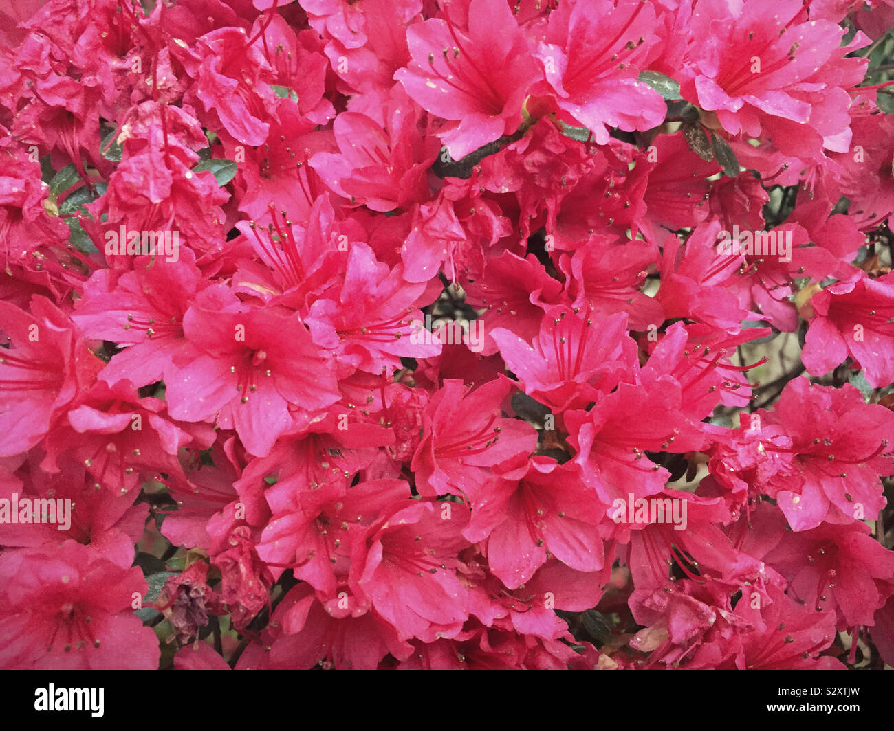 Sunlight azaleas hi-res stock photography and images - Alamy