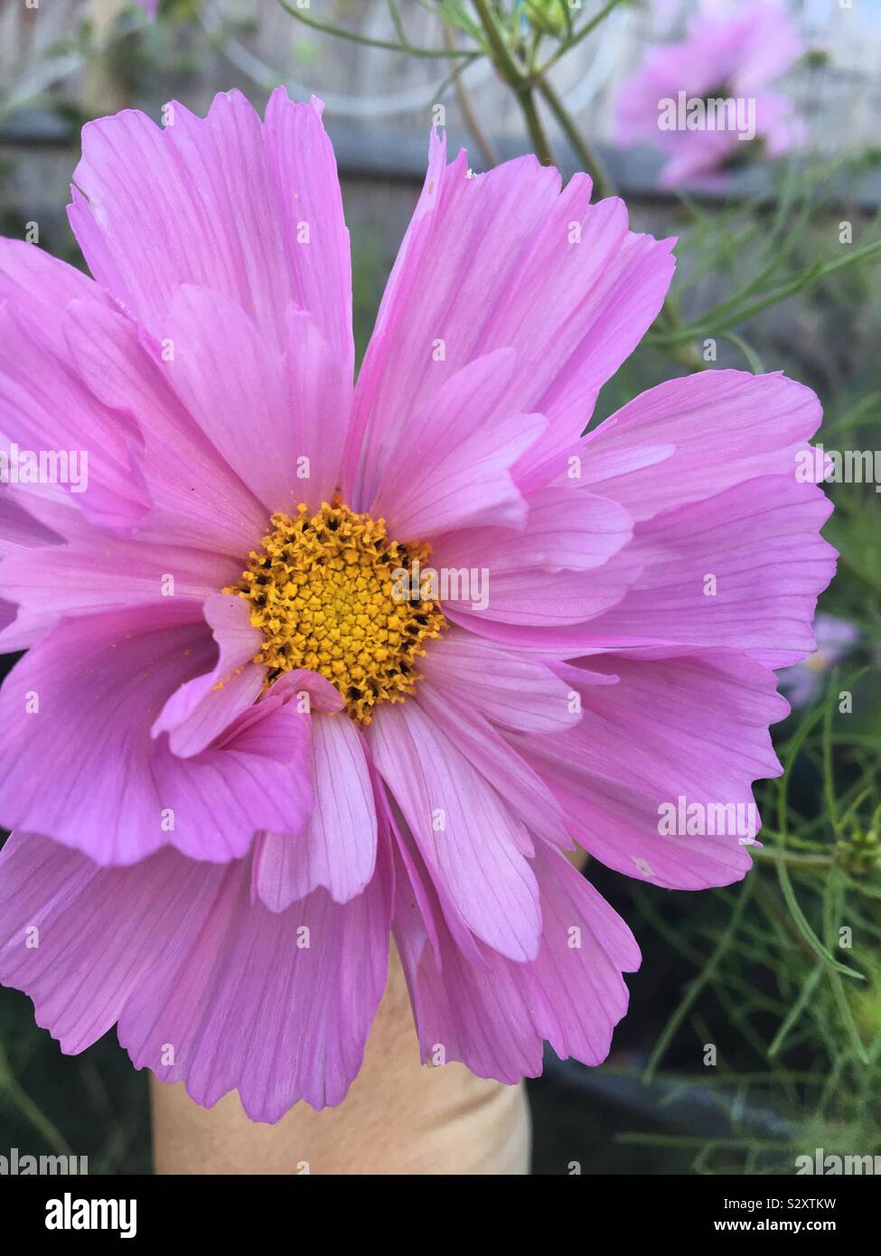 Purple Cosmo blossom Stock Photo - Alamy