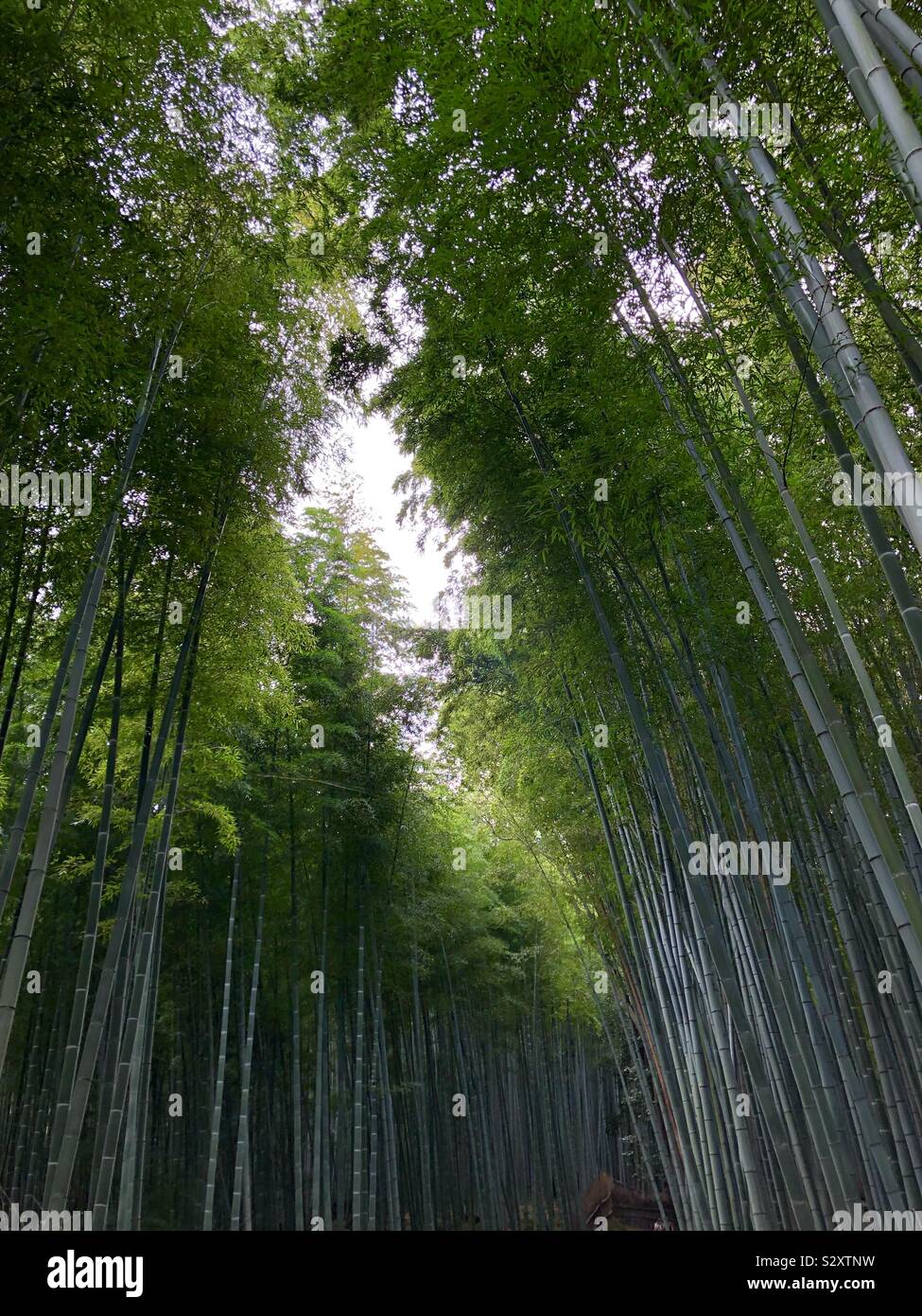 Canopy Of Bamboo Leaf High Resolution Stock Photography and Images - Alamy