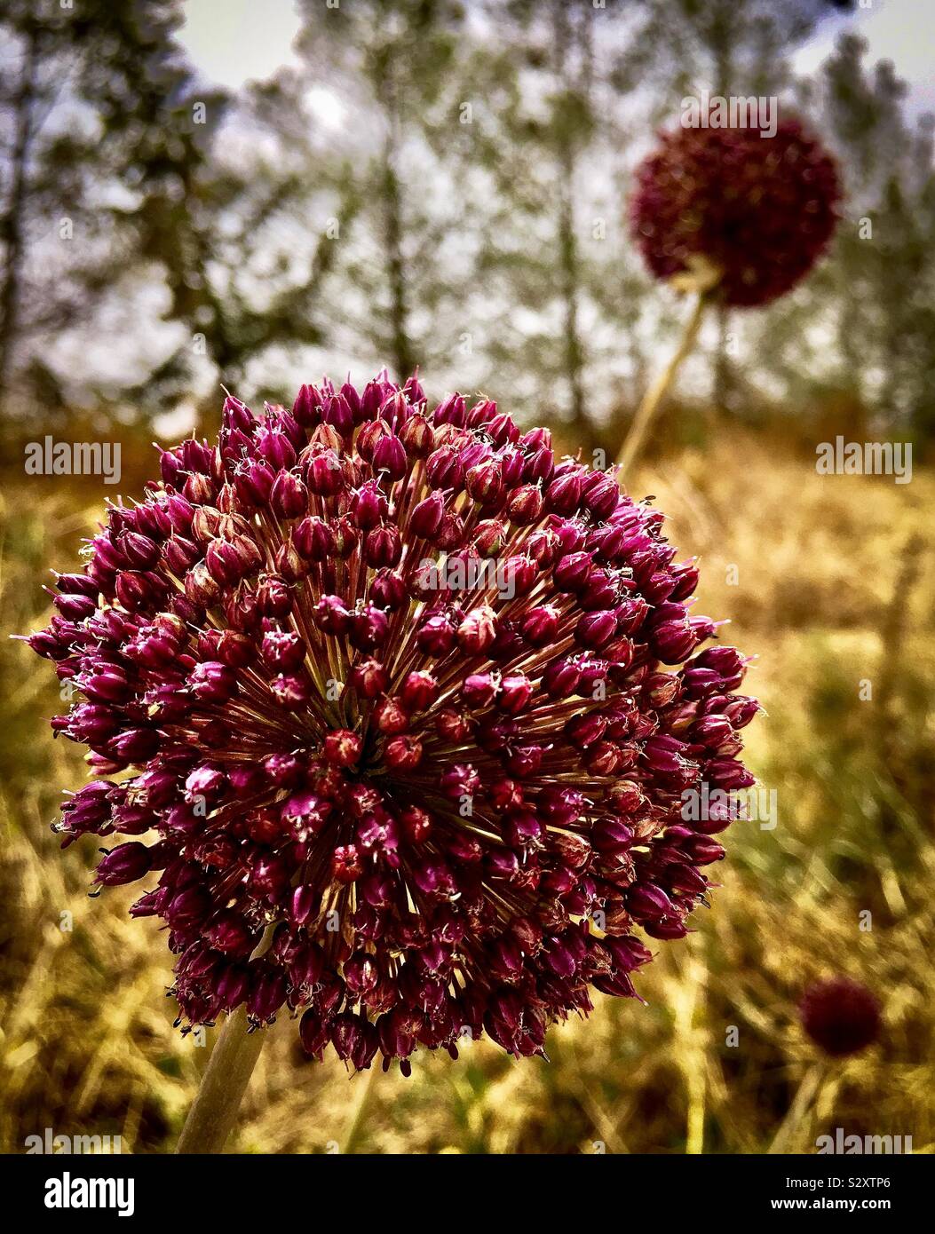 Alium hi-res stock photography and images - Alamy