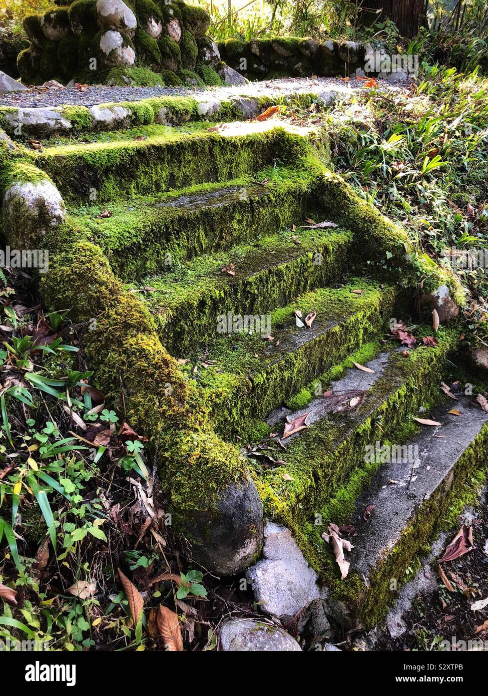 Moss on steps hi-res stock photography and images - Alamy