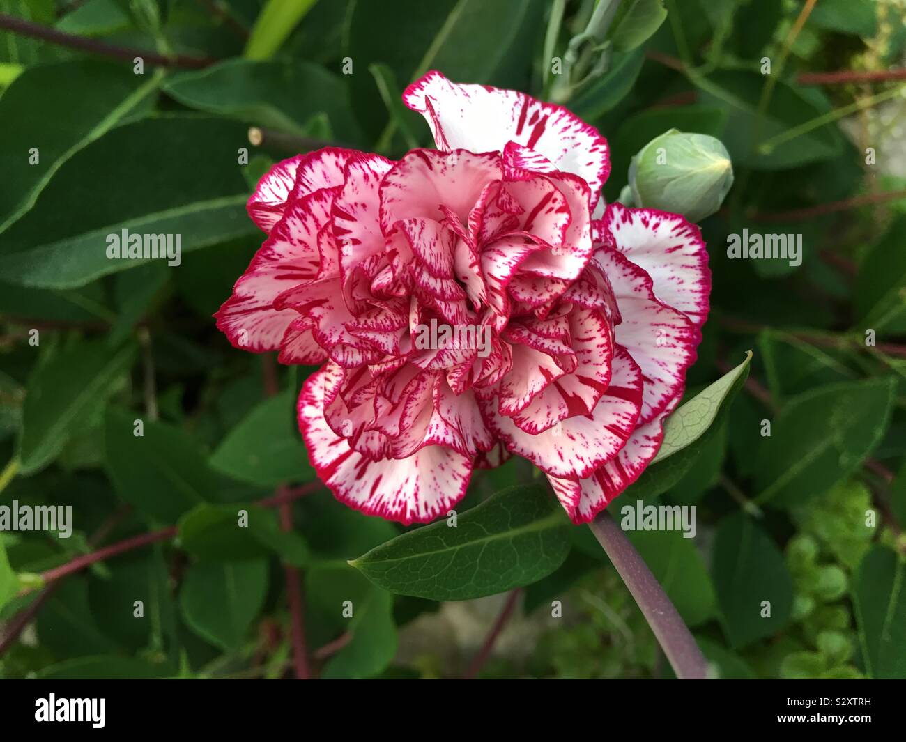 Pink white carnation hi-res stock photography and images - Alamy