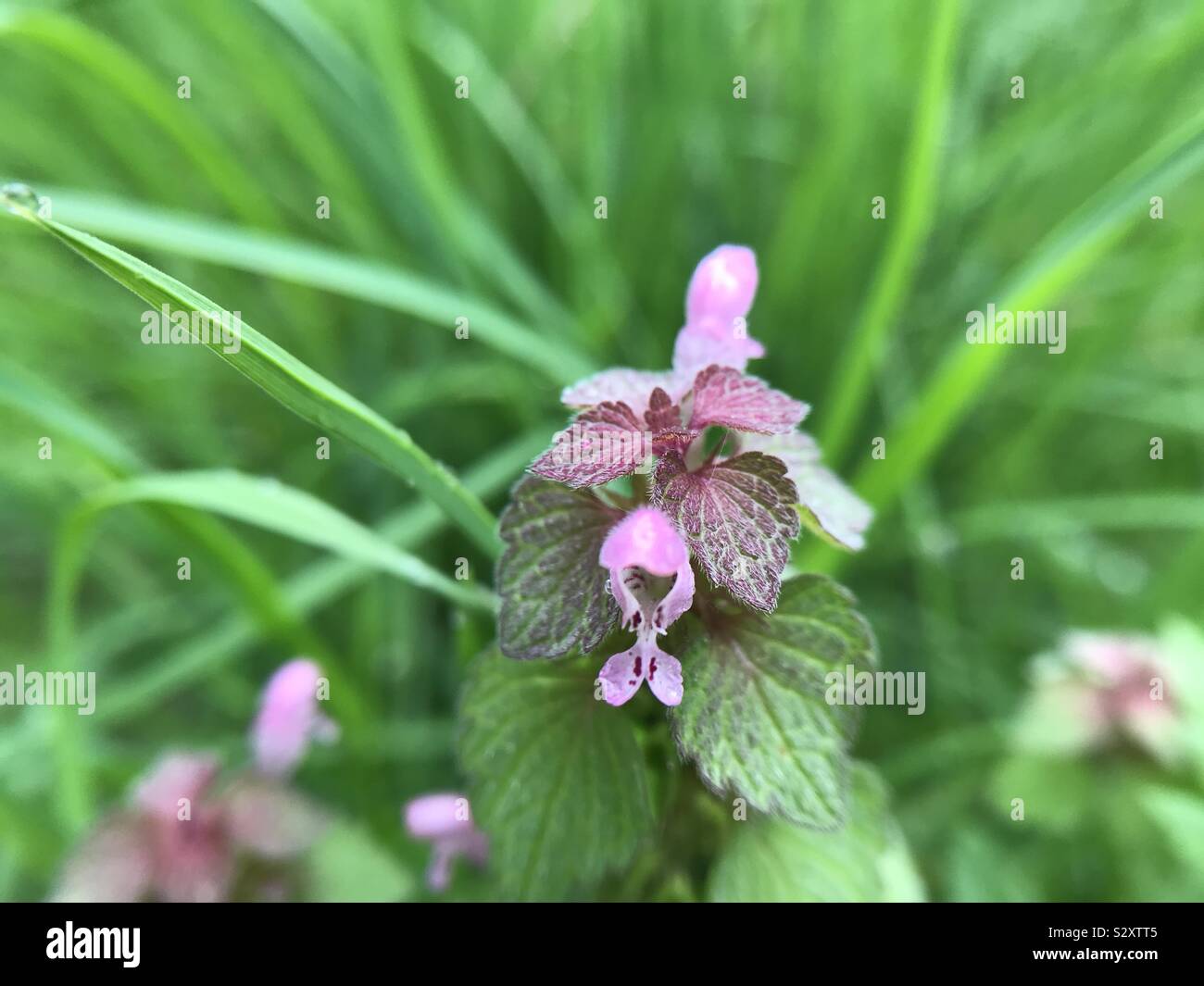 Nettle flower hi-res stock photography and images - Alamy