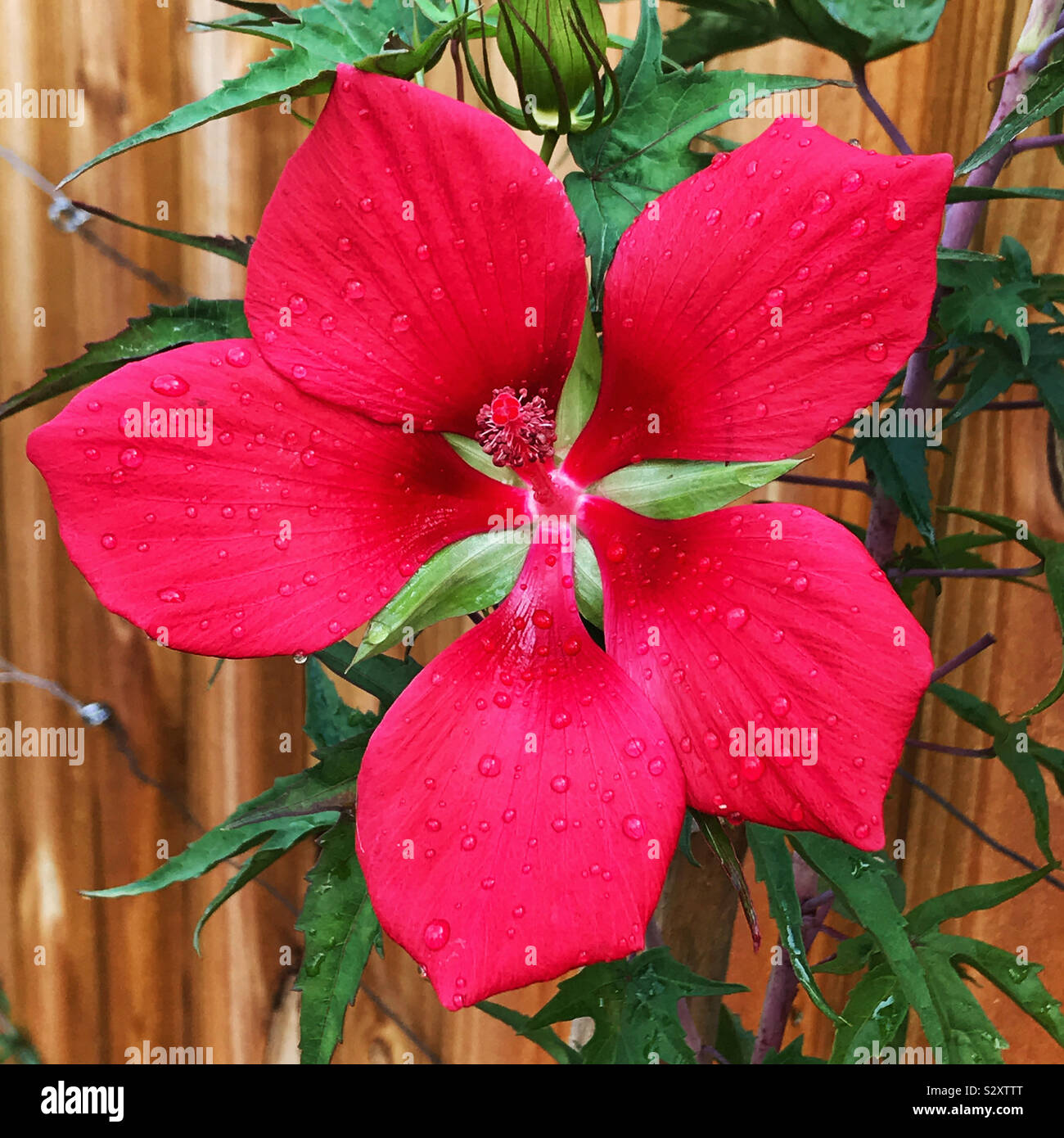 Close up shot of a red colored Texas Star hibiscus flower in full bloom ...