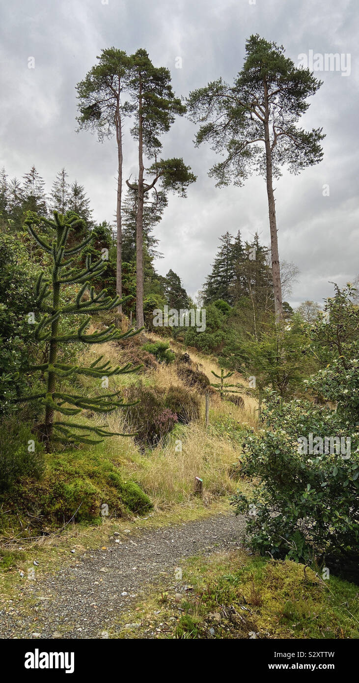 Tall trees from Benmore botanic garden Stock Photo - Alamy
