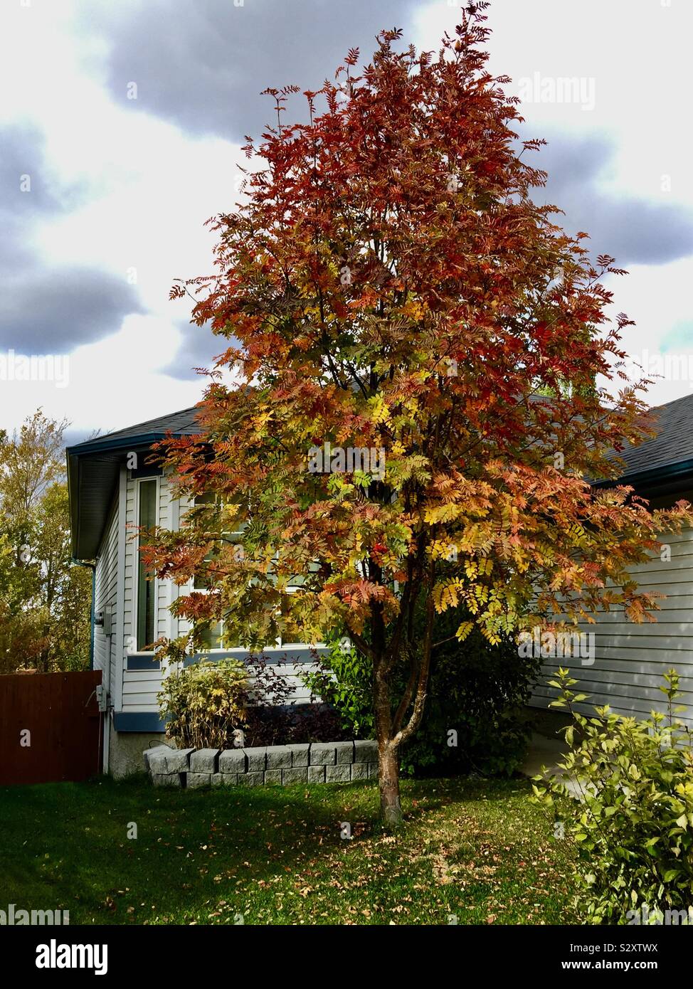 Autumn leaves, mountain ash, Calgary, Alberta, Canada Stock Photo - Alamy