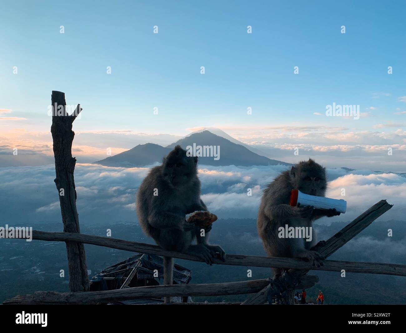 monkeys at the top of a mountain Stock Photo - Alamy