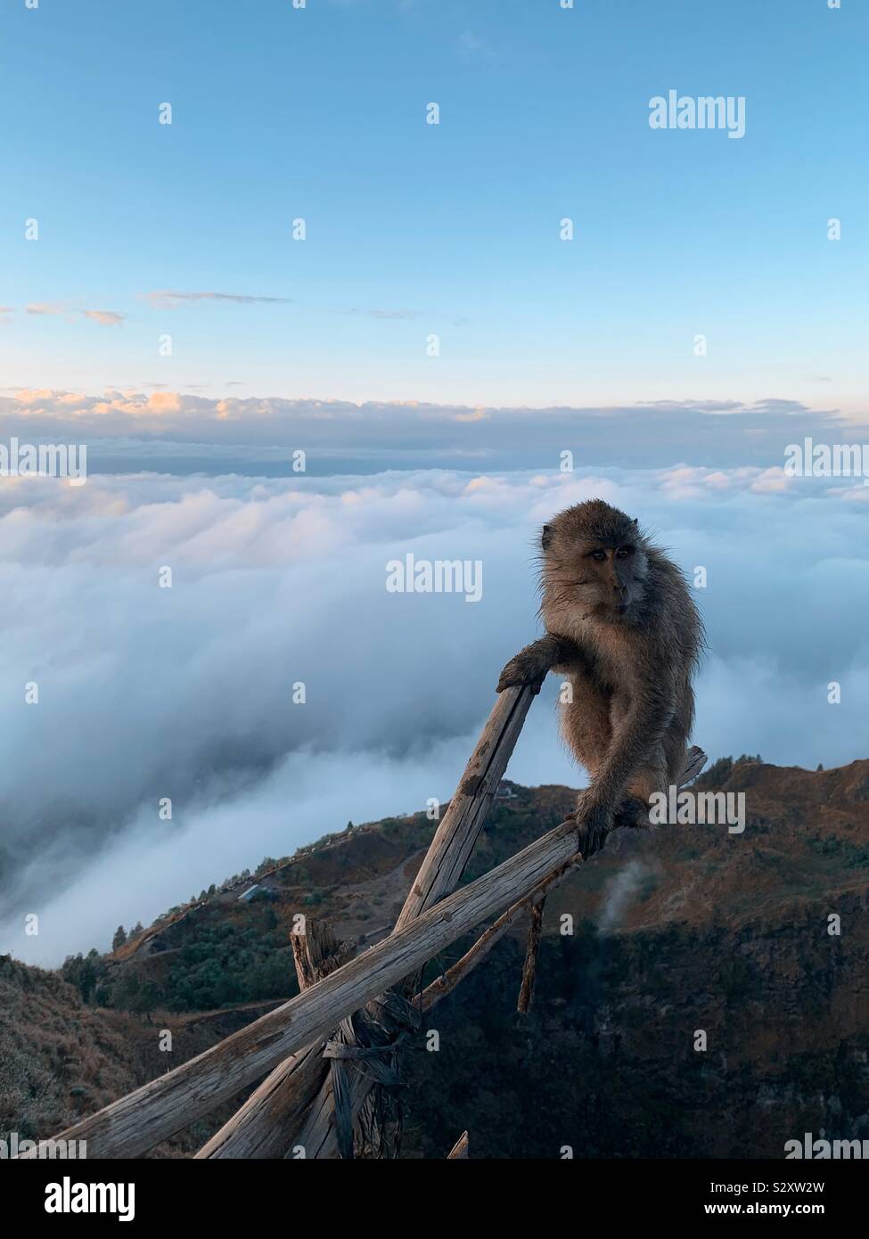 monkey at the top of a mountain Stock Photo - Alamy