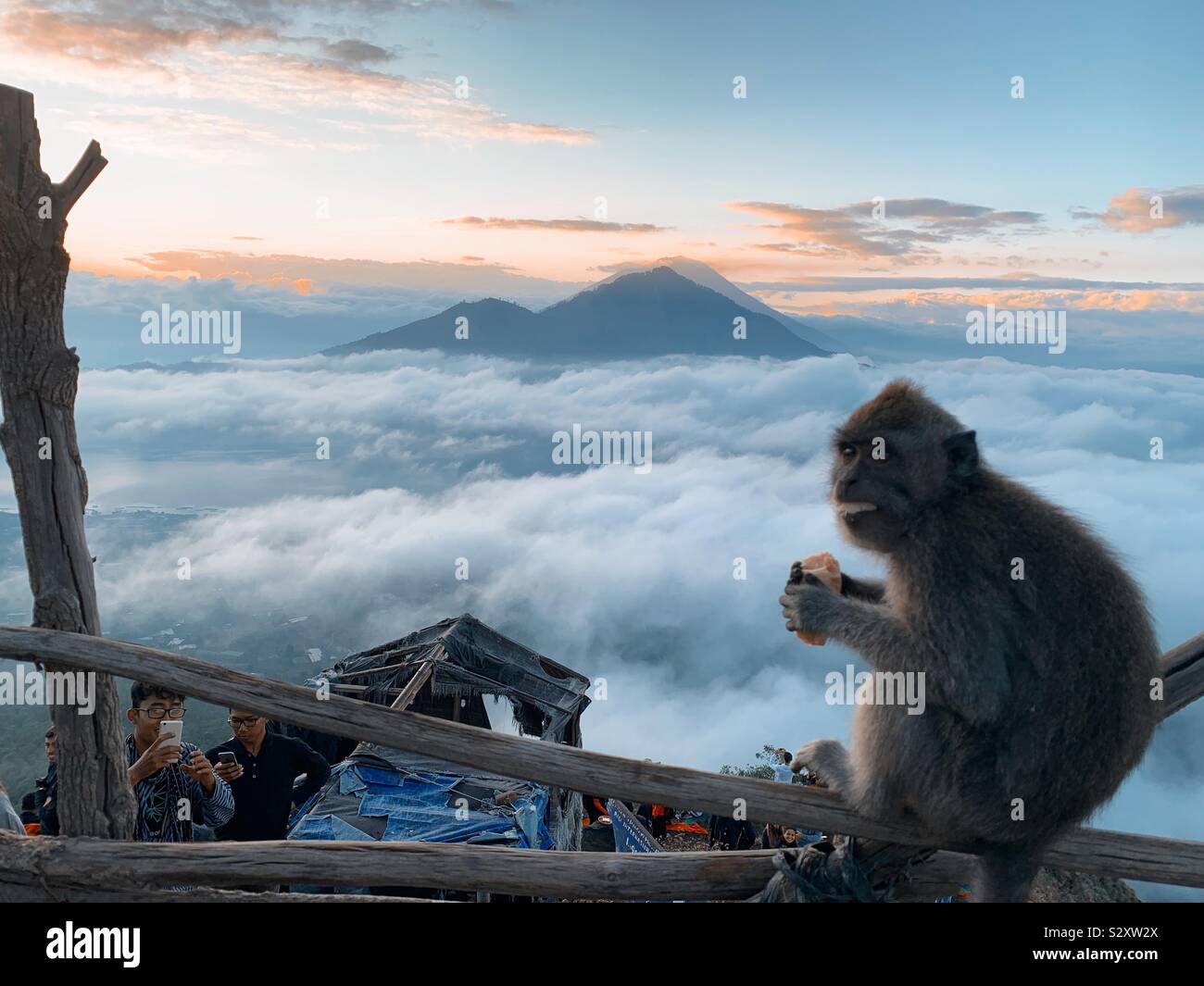 Monkey height hi-res stock photography and images - Alamy