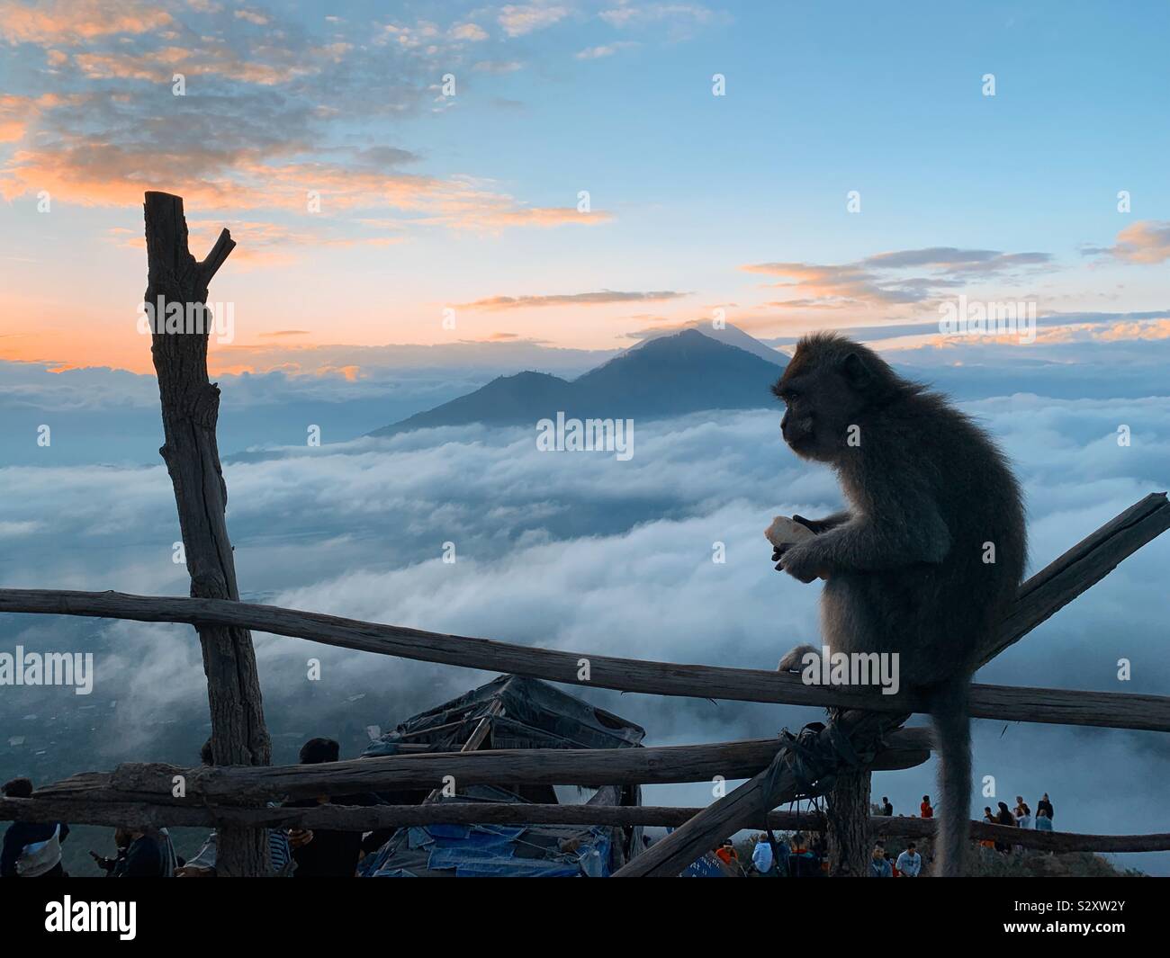 Monkey sunrise hi-res stock photography and images - Alamy