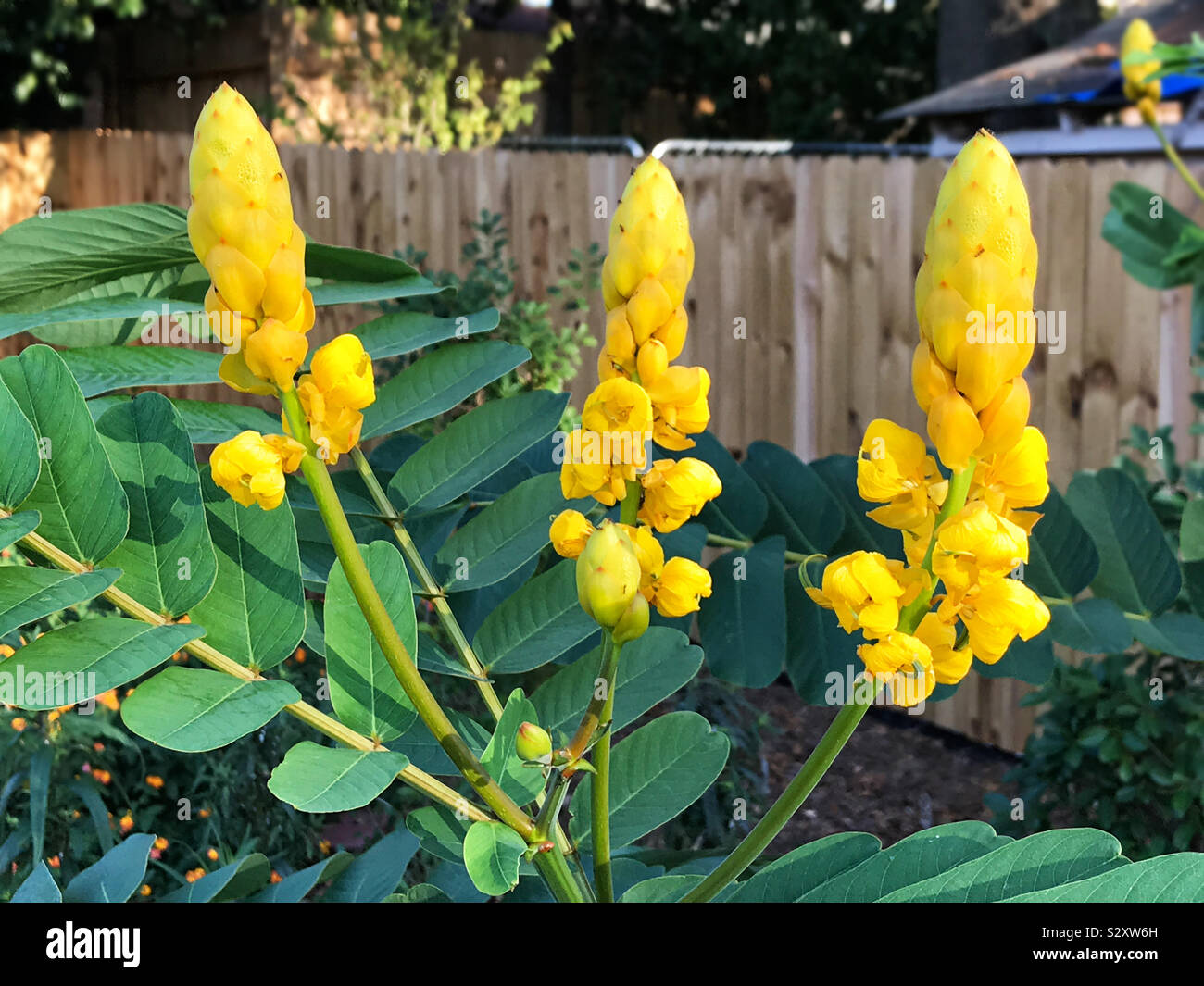Cassia alata plant hi-res stock photography and images - Alamy
