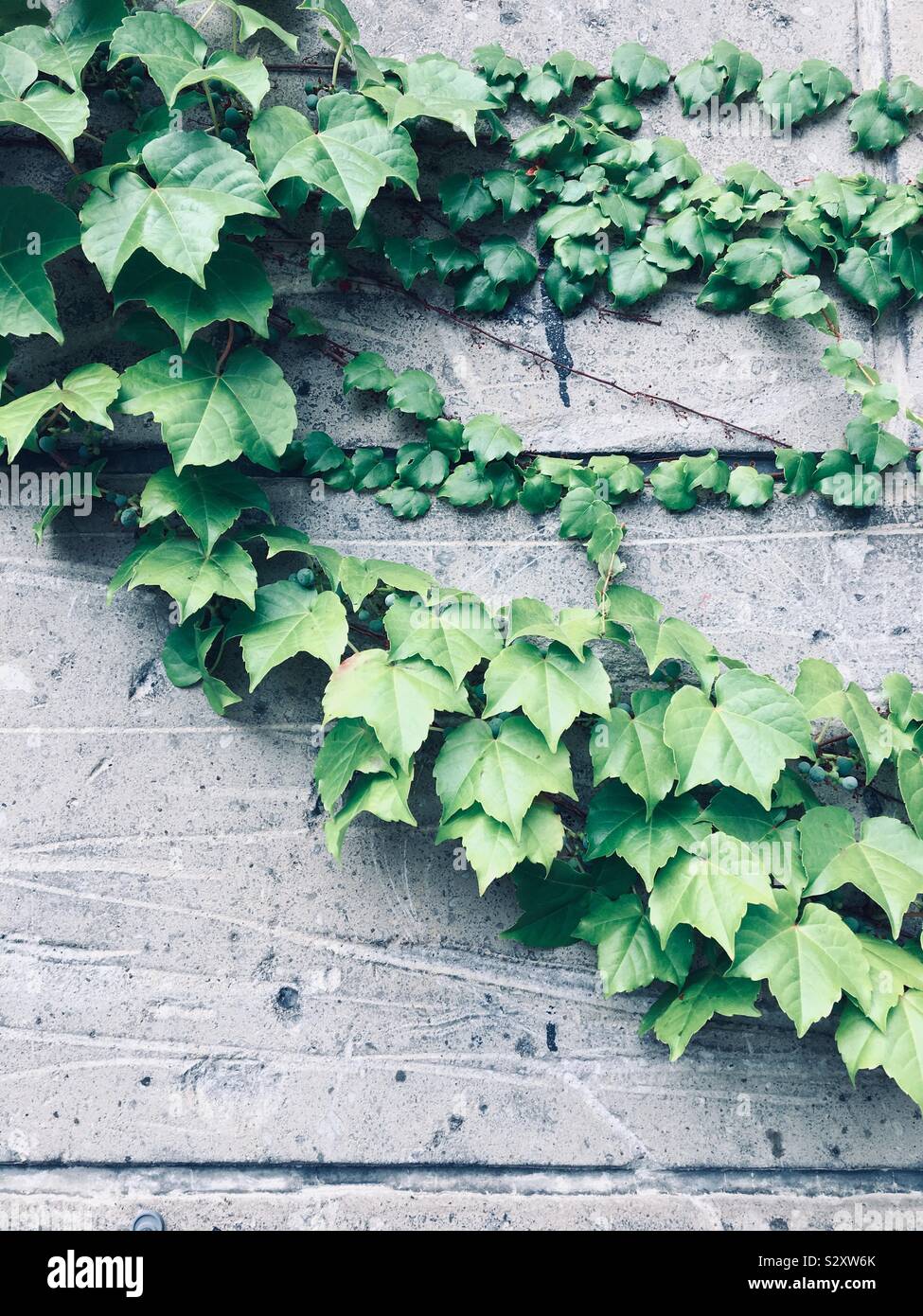 Japanese ivy hi-res stock photography and images - Alamy