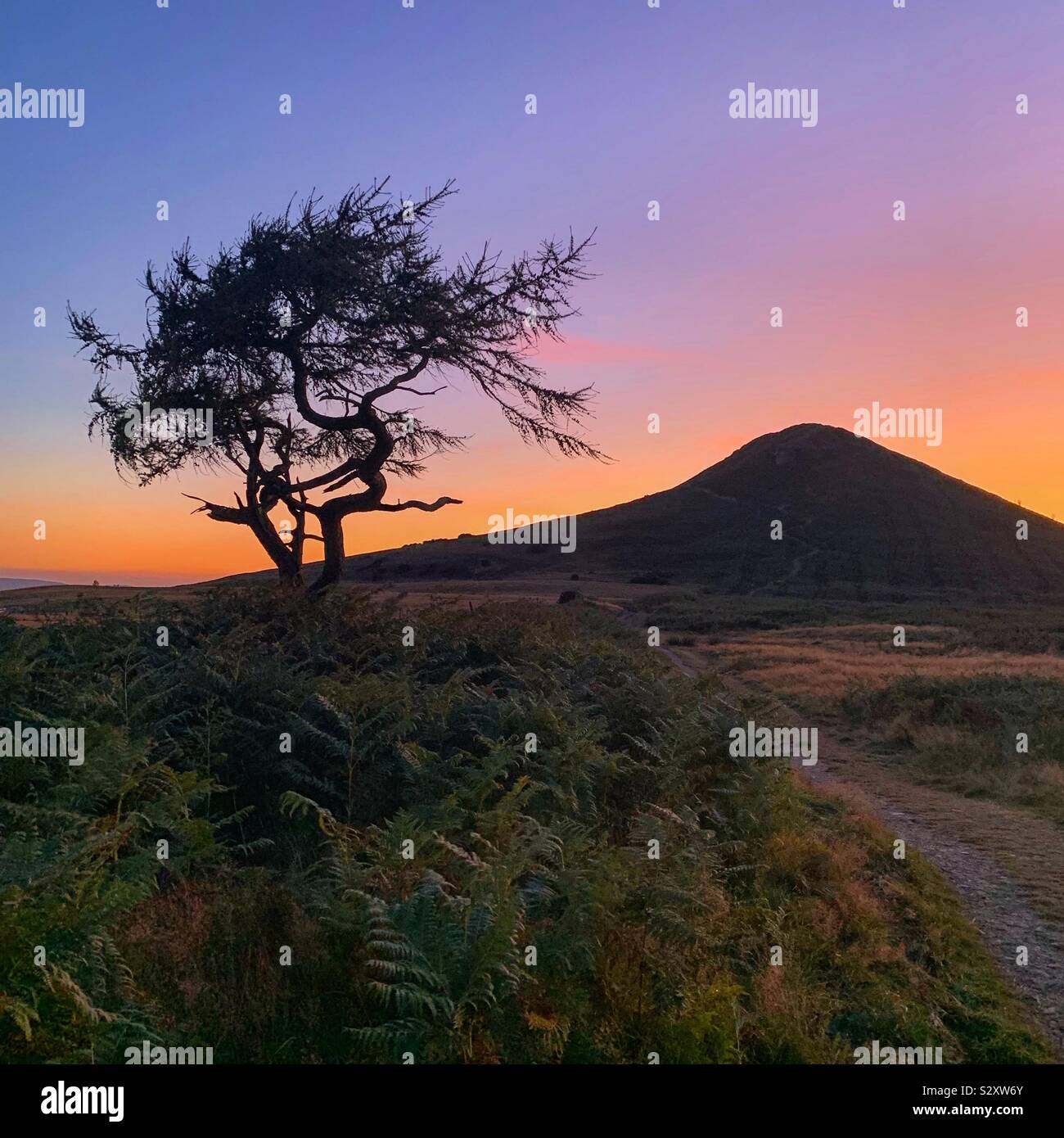 Lonely tree under Roseberry Topping Stock Photo - Alamy