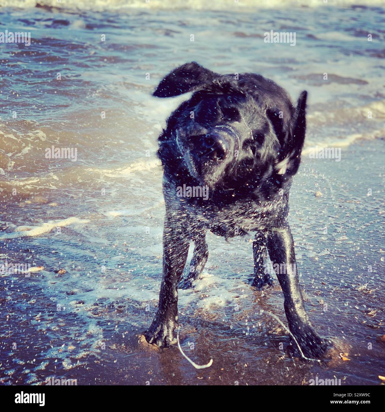 Dog shaking after swimming in the sea Stock Photo - Alamy