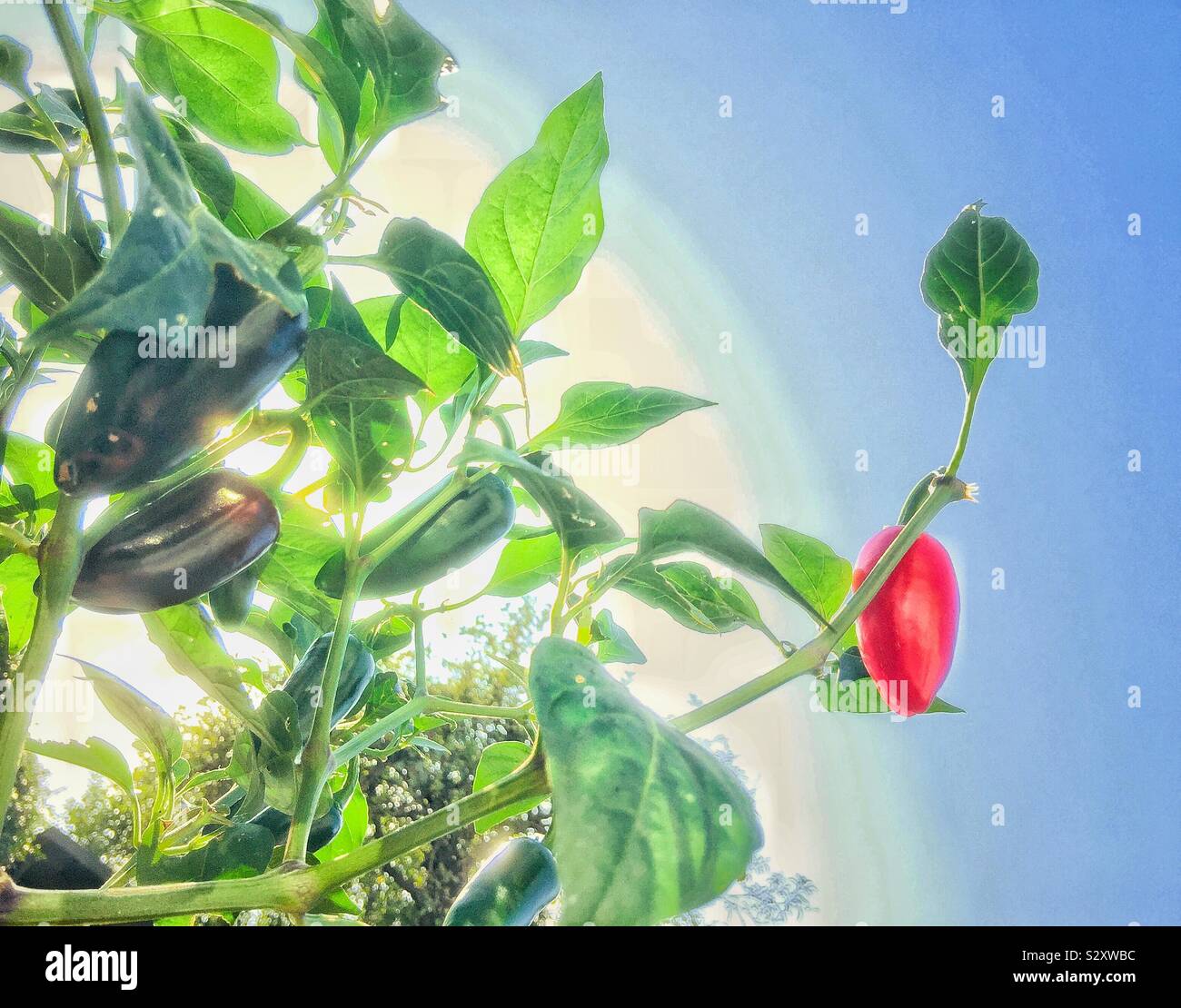 A red chilli pepper on a chilli plant Stock Photo - Alamy