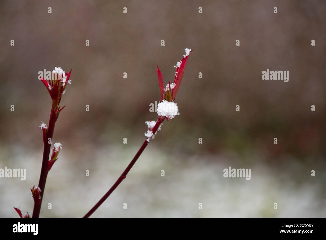 Laurel leaves frost hi-res stock photography and images - Alamy