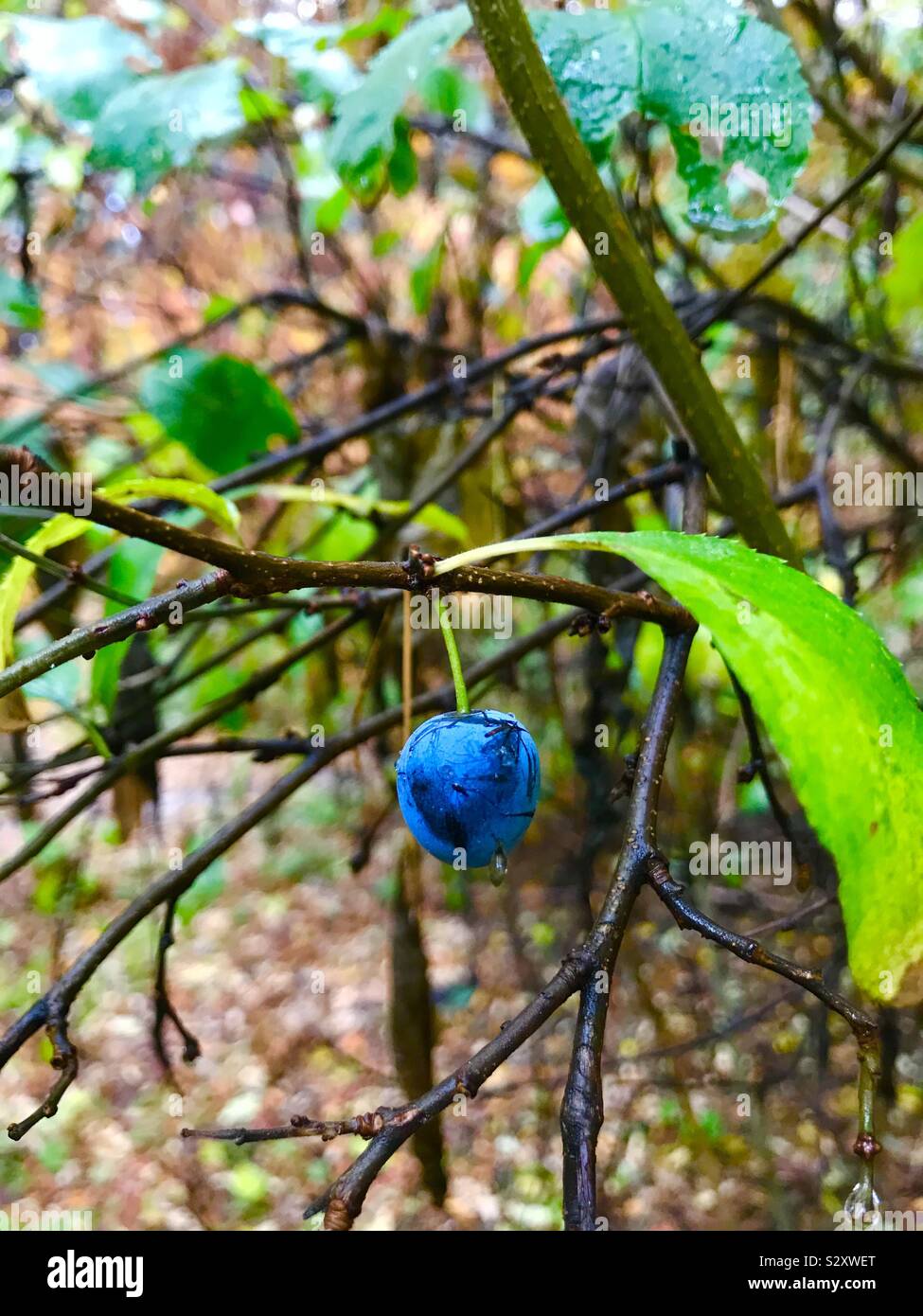 Yagoda hi-res stock photography and images - Alamy