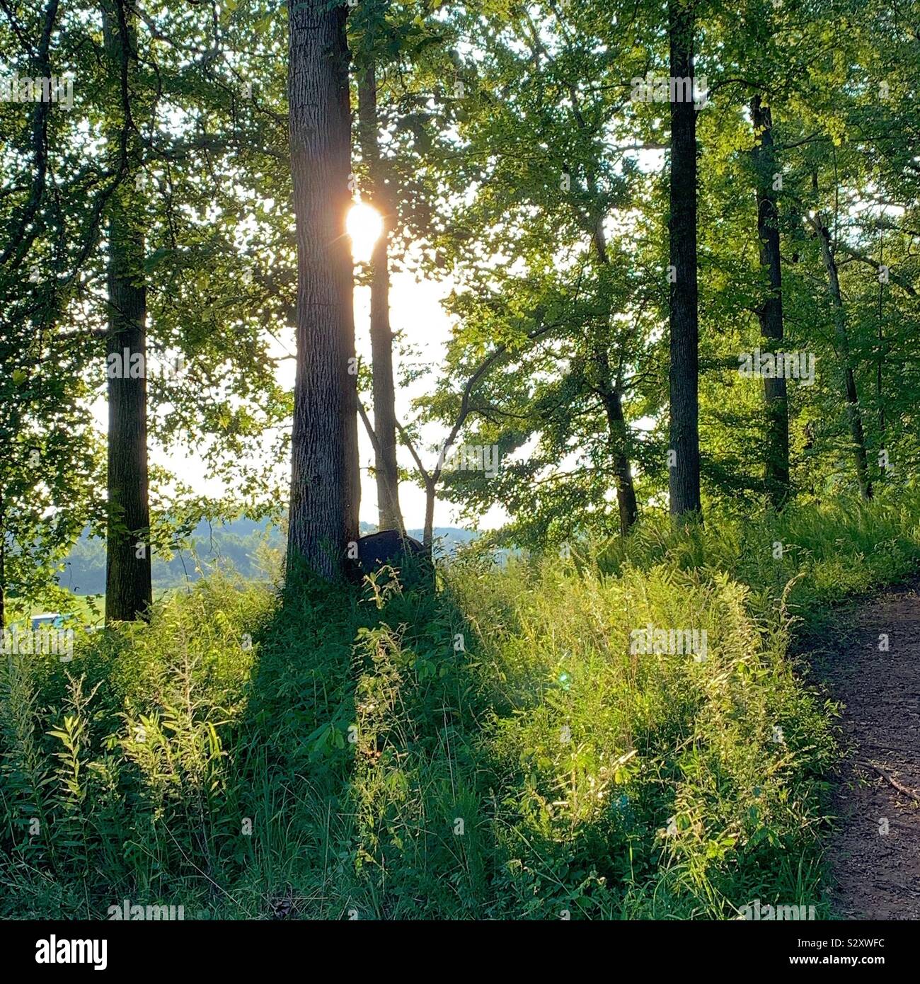 Sunlight filtered hi-res stock photography and images - Alamy