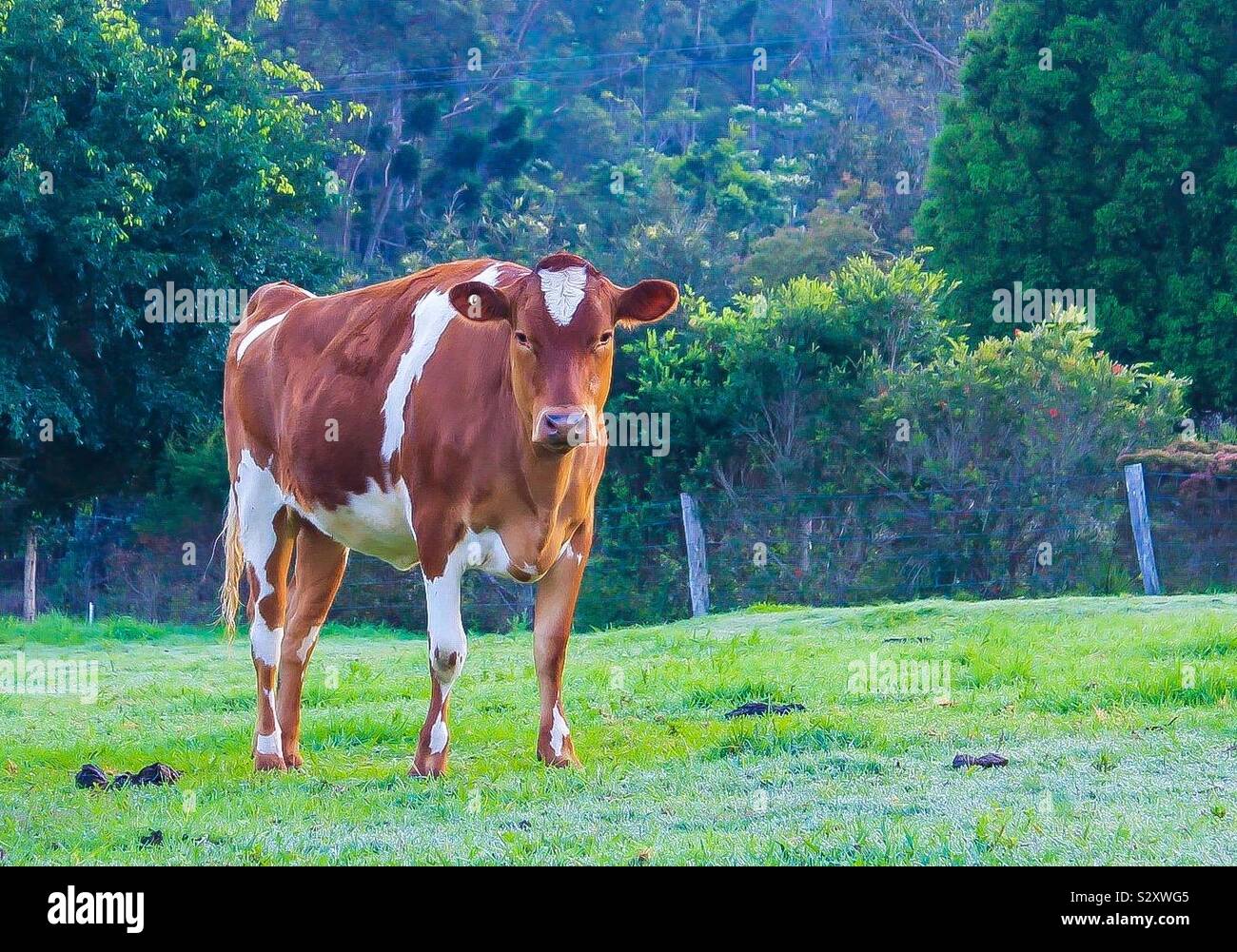 Brown cow in a paddock Stock Photo - Alamy