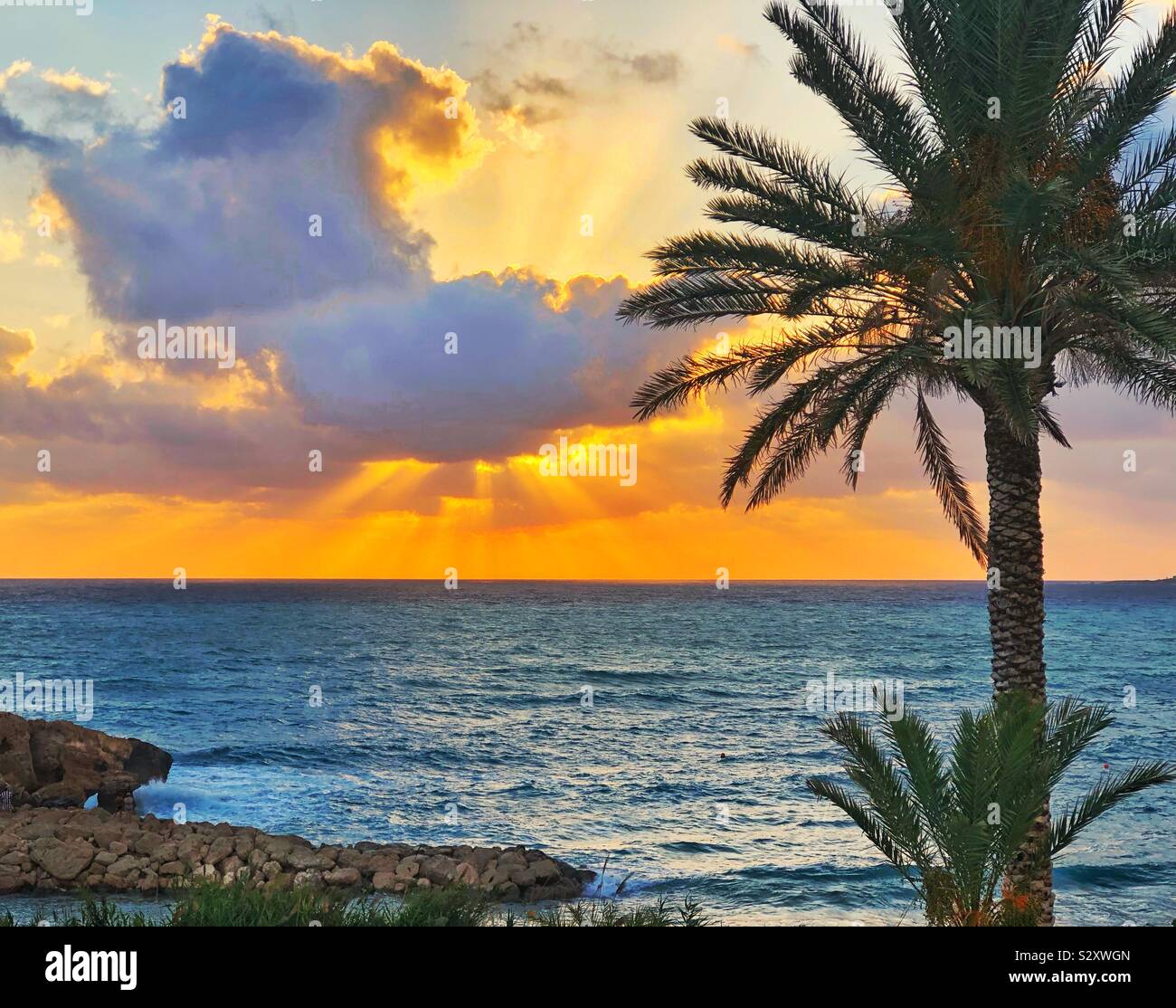 Palm tree is in cyprus hi-res stock photography and images - Alamy