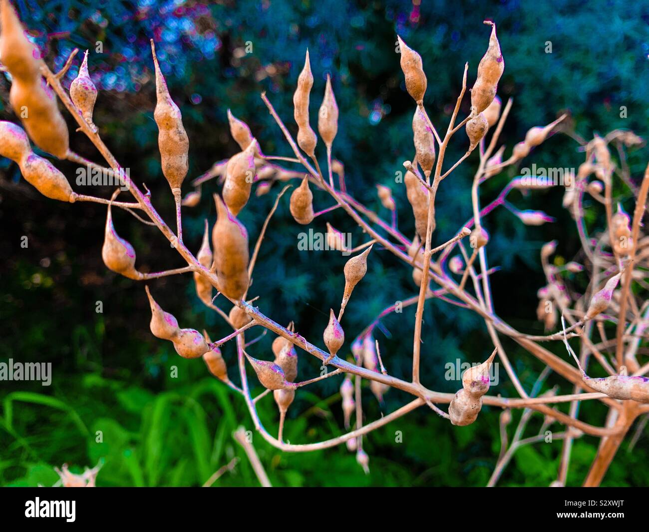 Autumn seed pods hi-res stock photography and images - Alamy