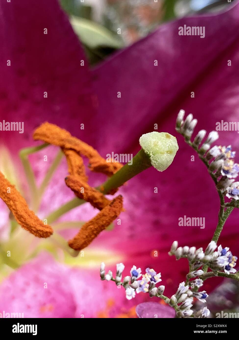 Almost a kiss Stock Photo - Alamy