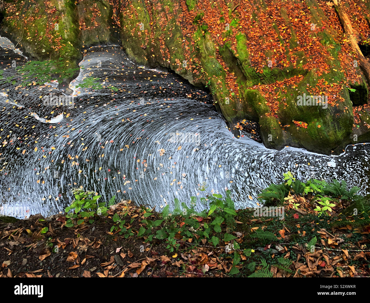 Stagnant water hi-res stock photography and images - Alamy